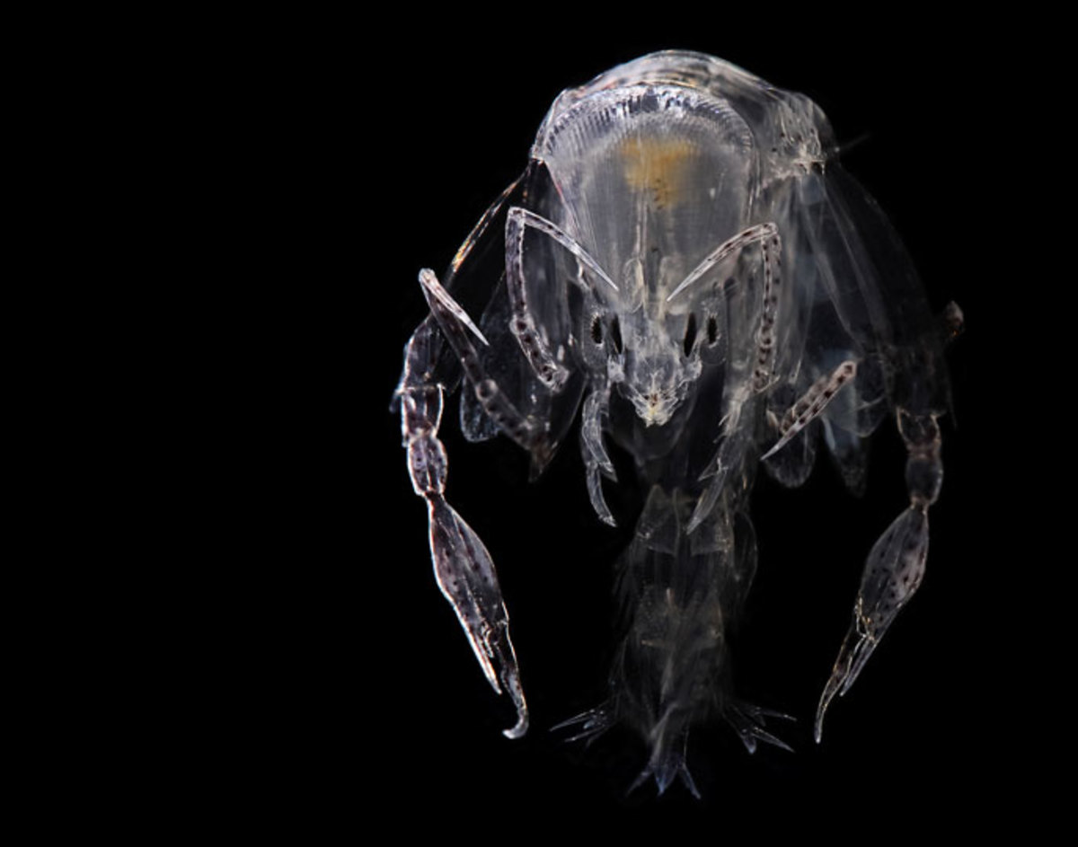 The Coolest Underwater Animals The 15 Most Unusual Sea Creatures The Coolest Underwater Animals The 15 Most Unusual Sea Creatures