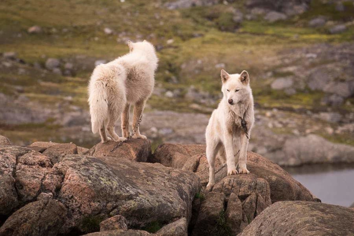 10 Uncommon Hybrid Dog Breeds - HubPages