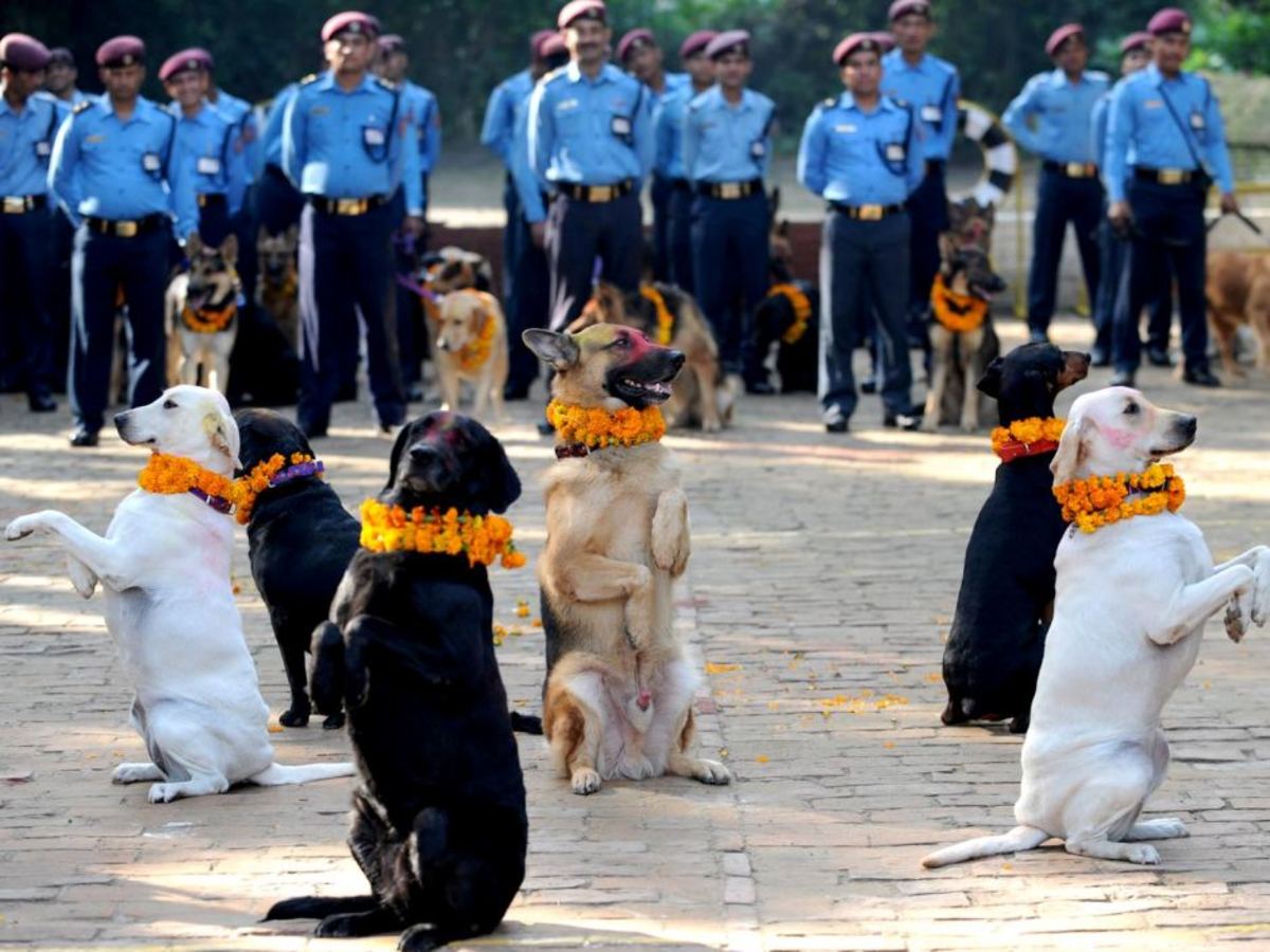Kukur Tihar Festival: The Hindu Tradition of Dog Worship in Nepal ...