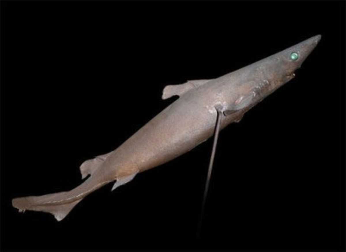 Alien Sharks - The Top 12 Weirdest Looking Sharks We Have Seen - HubPages