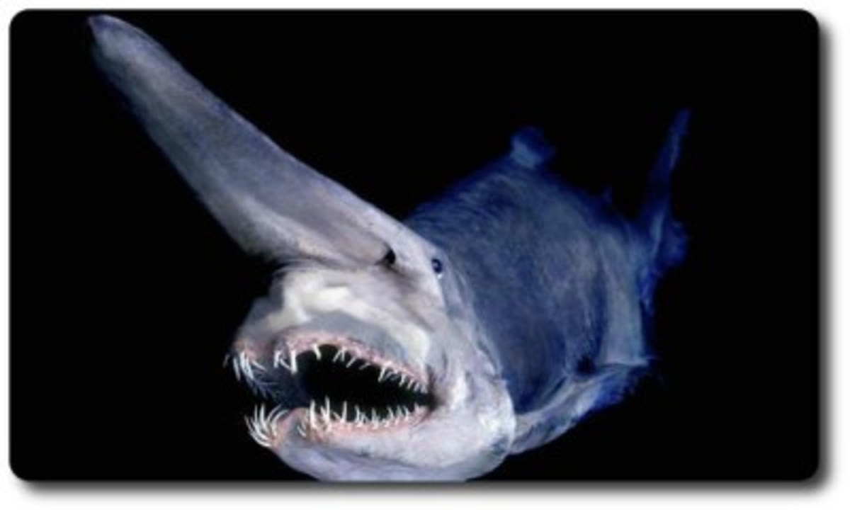 Alien Sharks - The Top 12 Weirdest Looking Sharks We Have Seen - HubPages