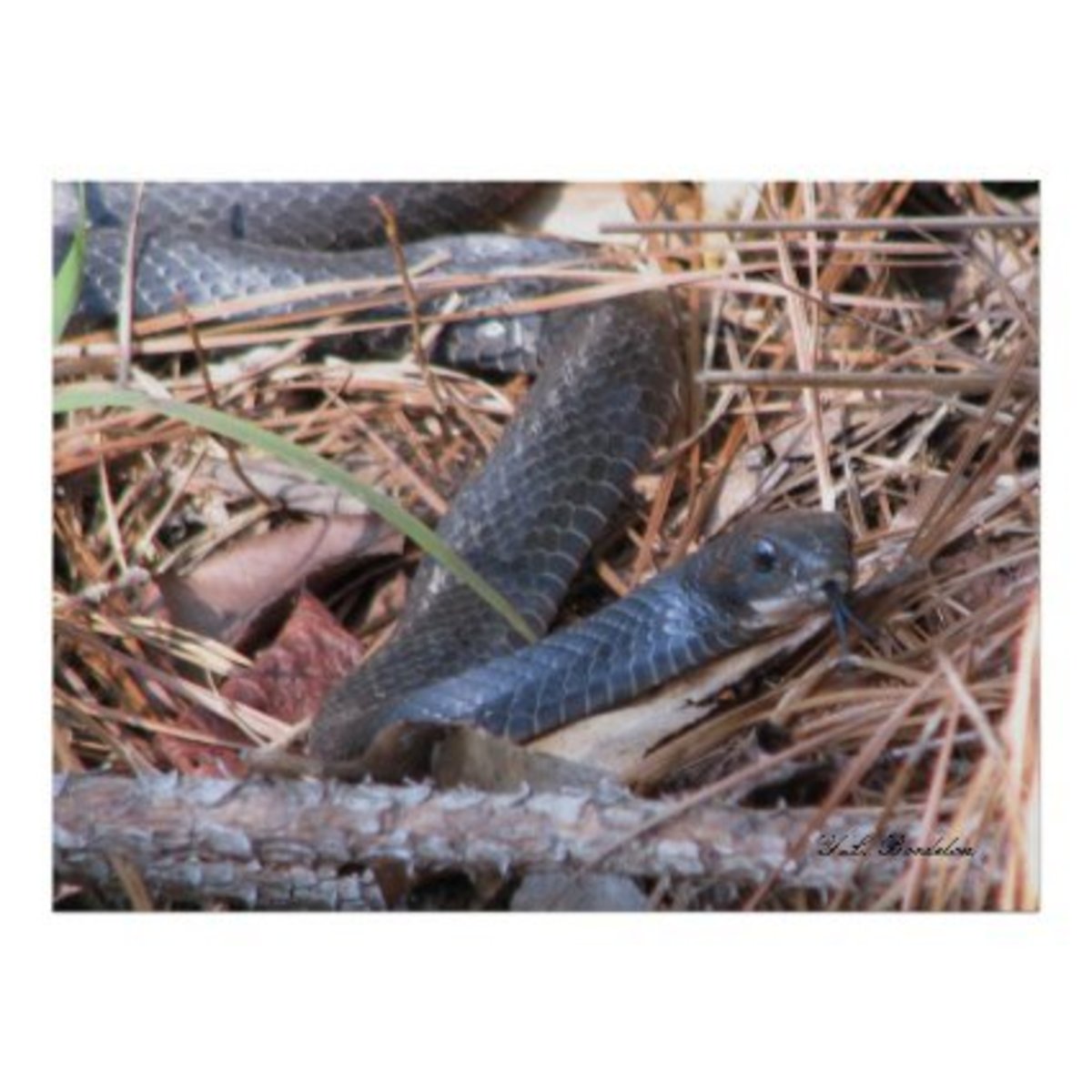 Black Racer Snake - HubPages