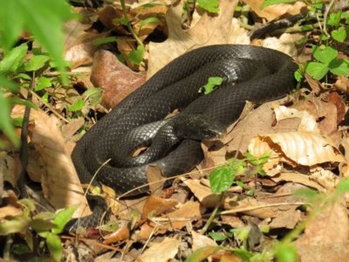 Black Racer Snake - HubPages