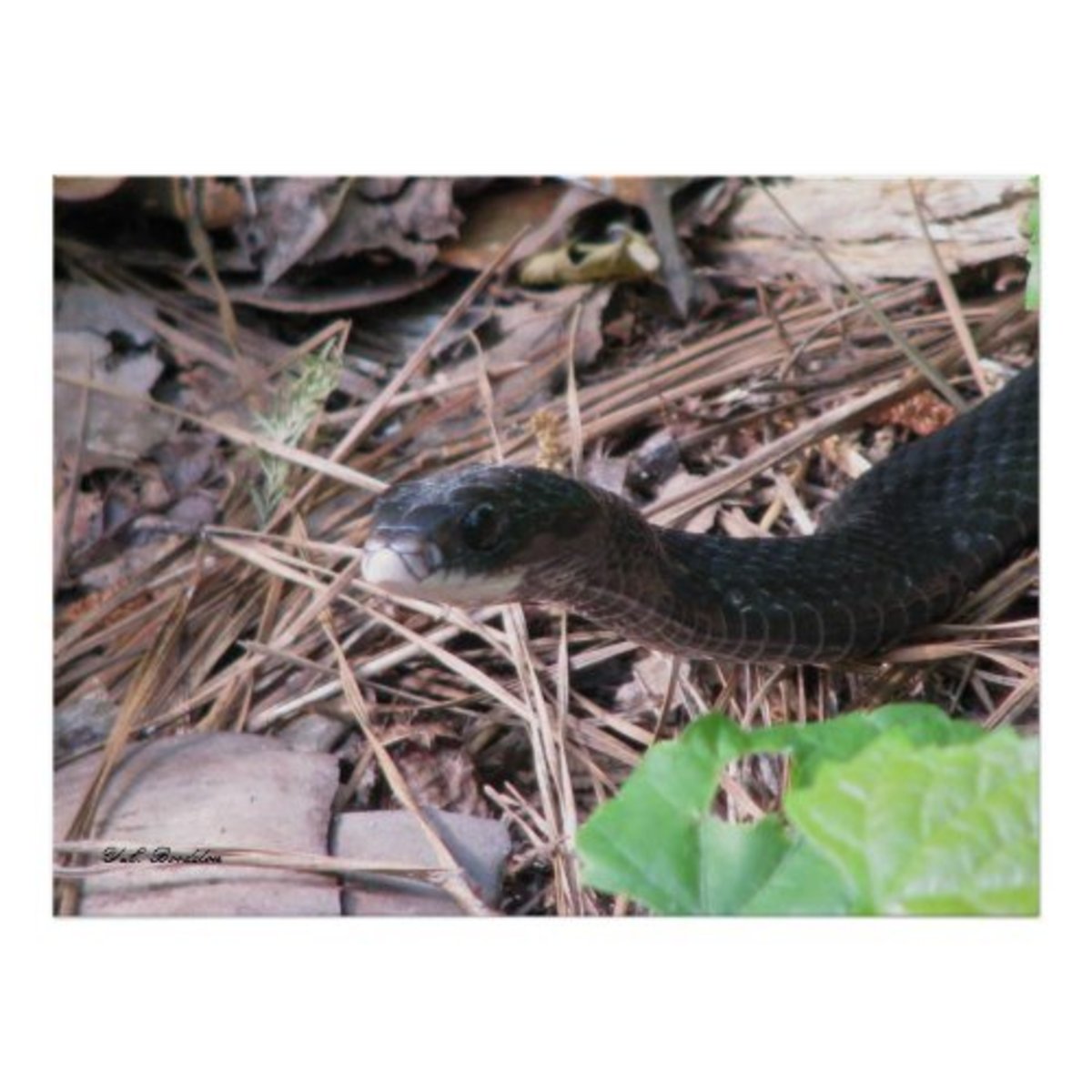 Black Racer Snake - HubPages