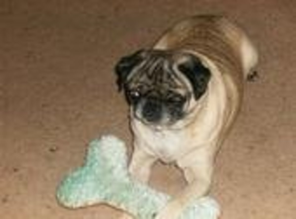 Sexy HOT DOG Pics - HubPages