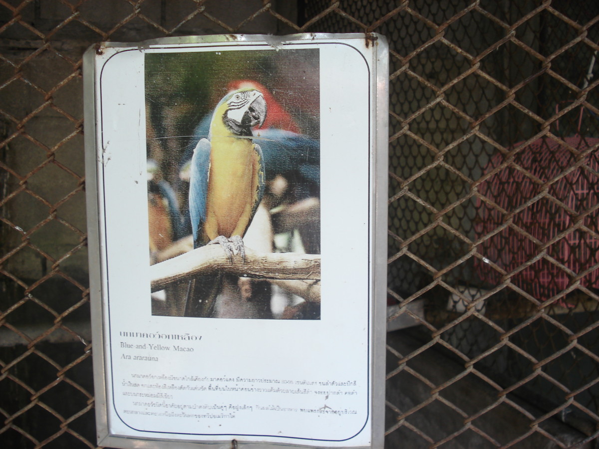 Phuket Zoo in Thailand - HubPages