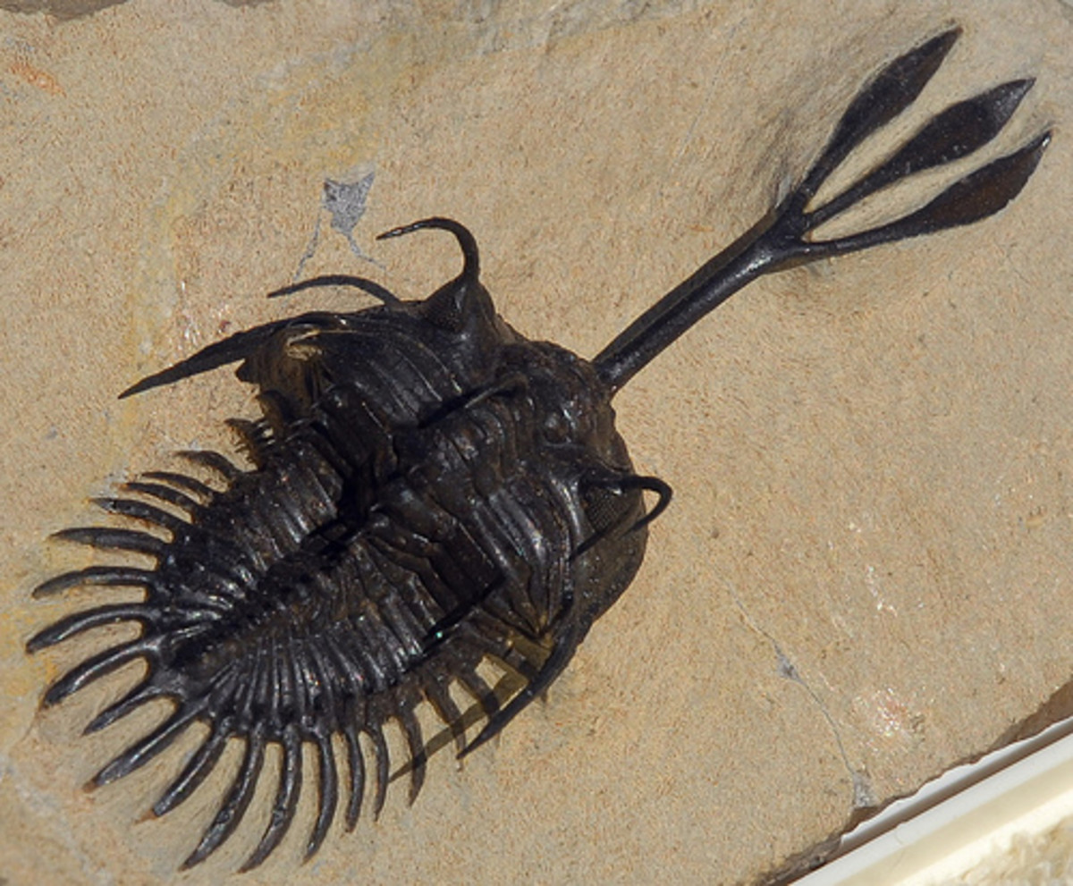 The Strangest Cambrian Creatures Ever Discovered - HubPages