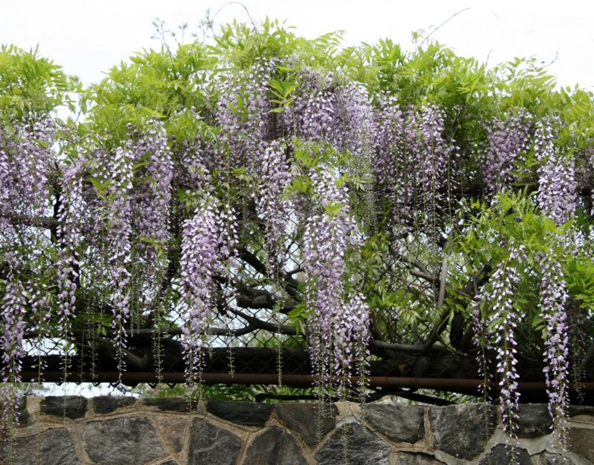 Romantic Wisteria - HubPages