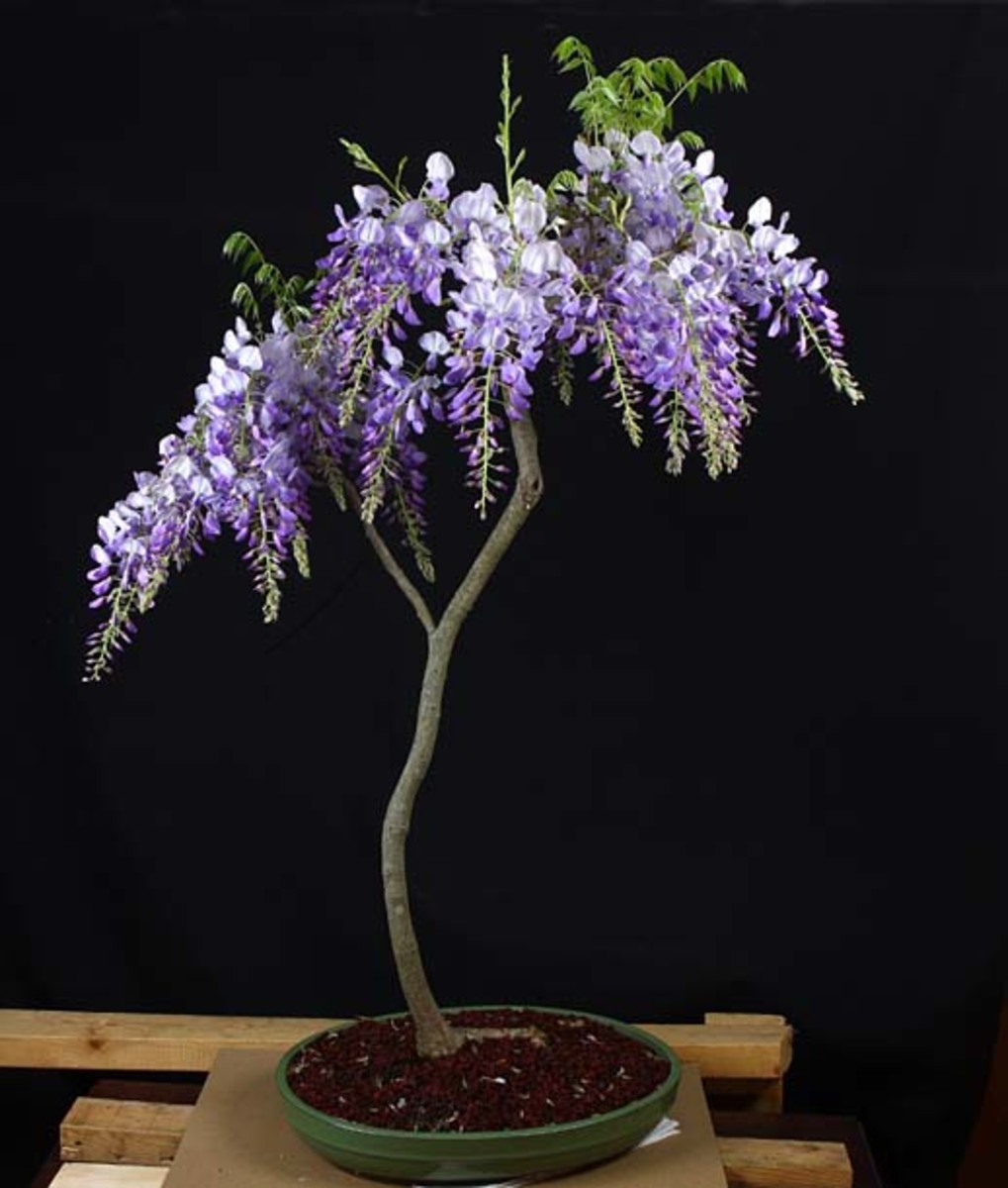 Romantic Wisteria - HubPages