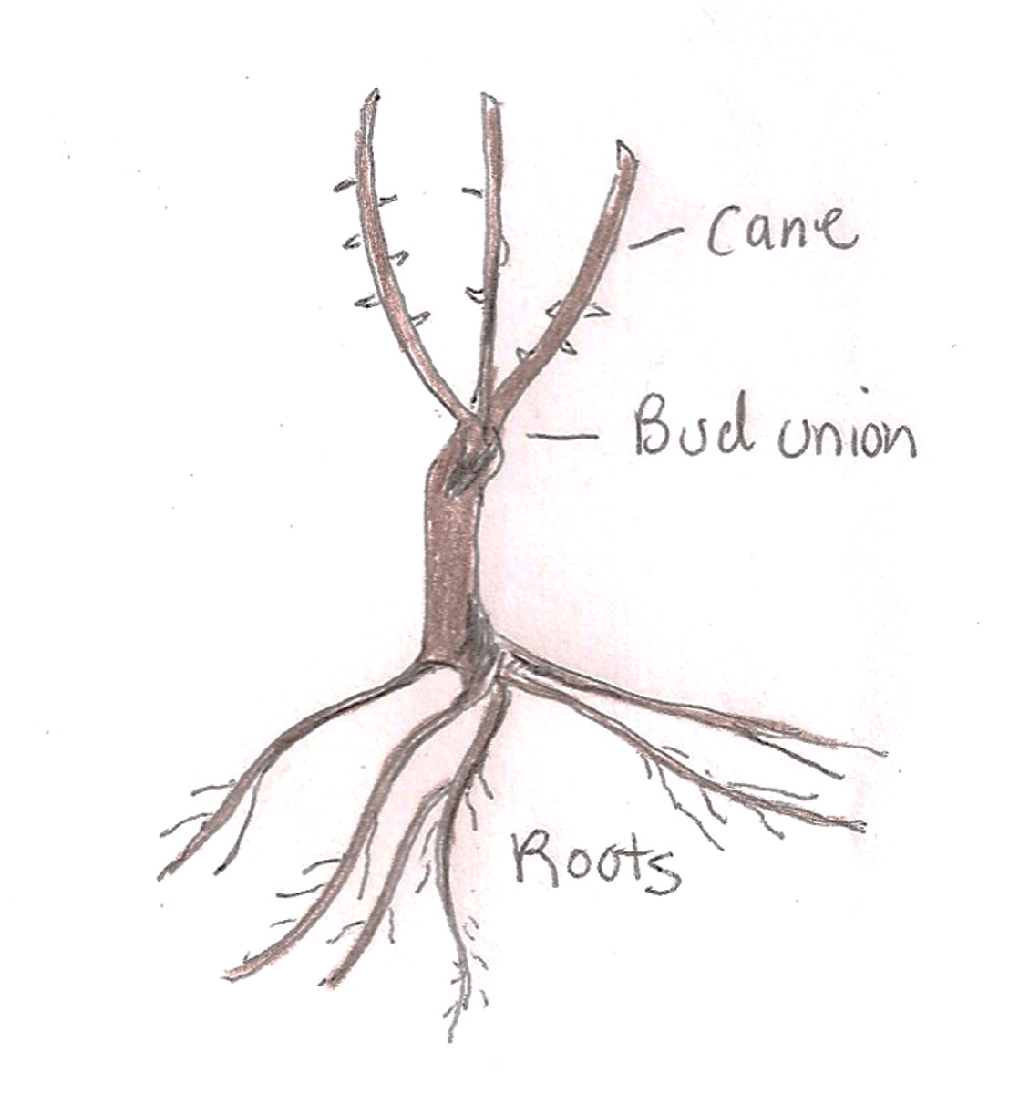 Roses - A Beginners' Guide to Roses - HubPages