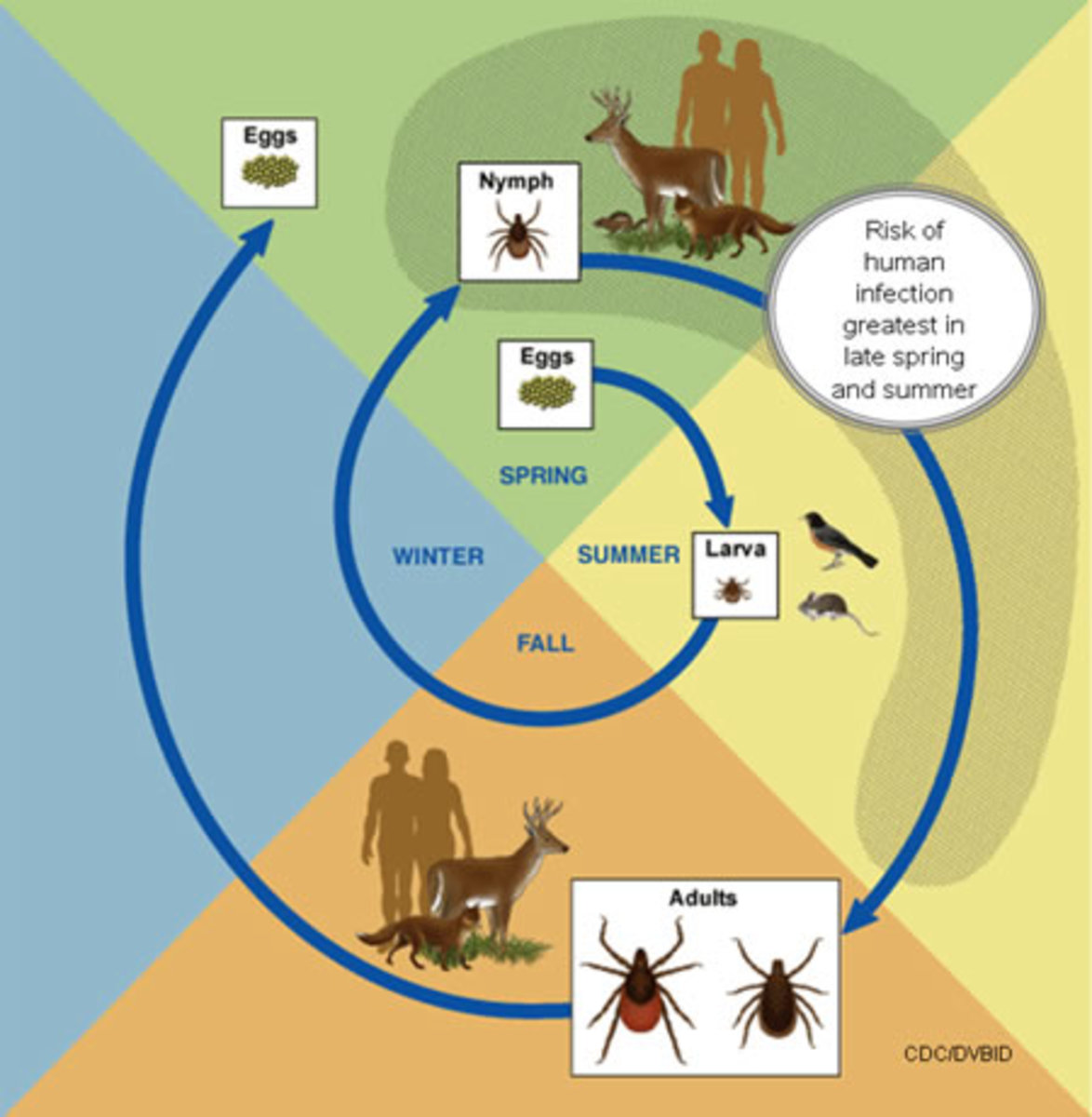 How To Remove Ticks On Pets - HubPages