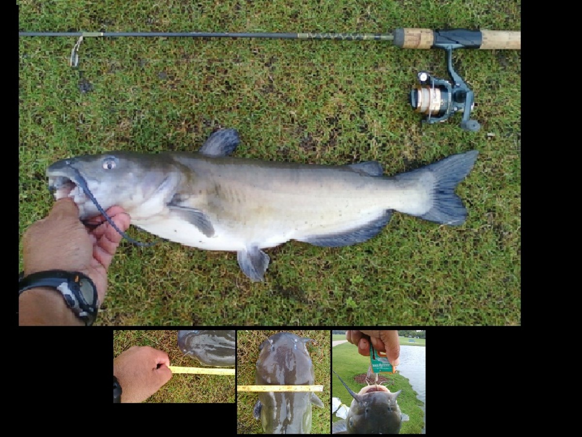 Fishing With Bread - HubPages