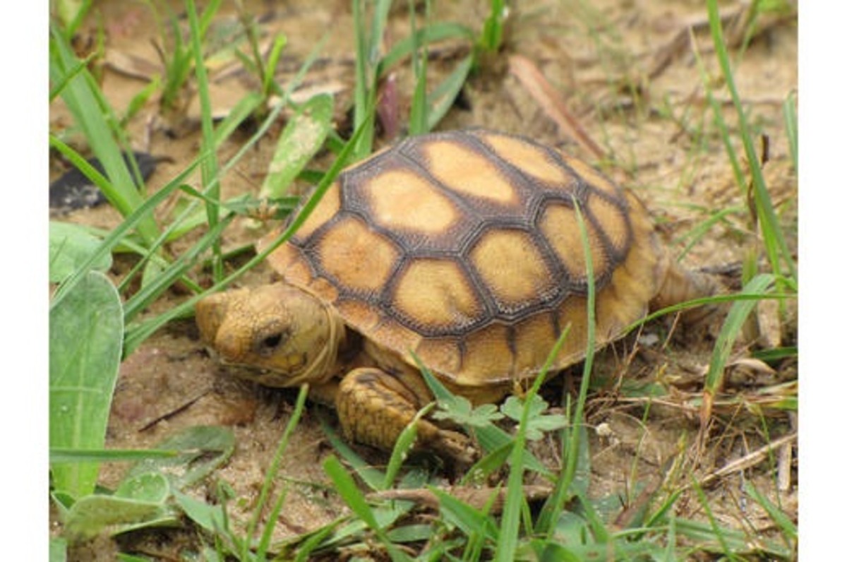 Gopher Tortoises in Louisiana - HubPages