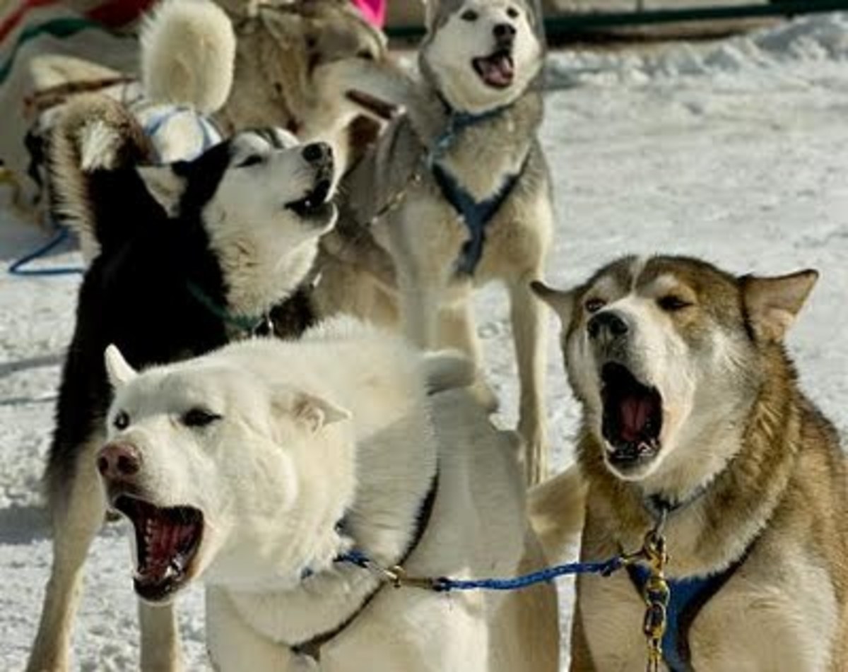 Eco-friendly Arctic Travel - Dog Sledding - HubPages