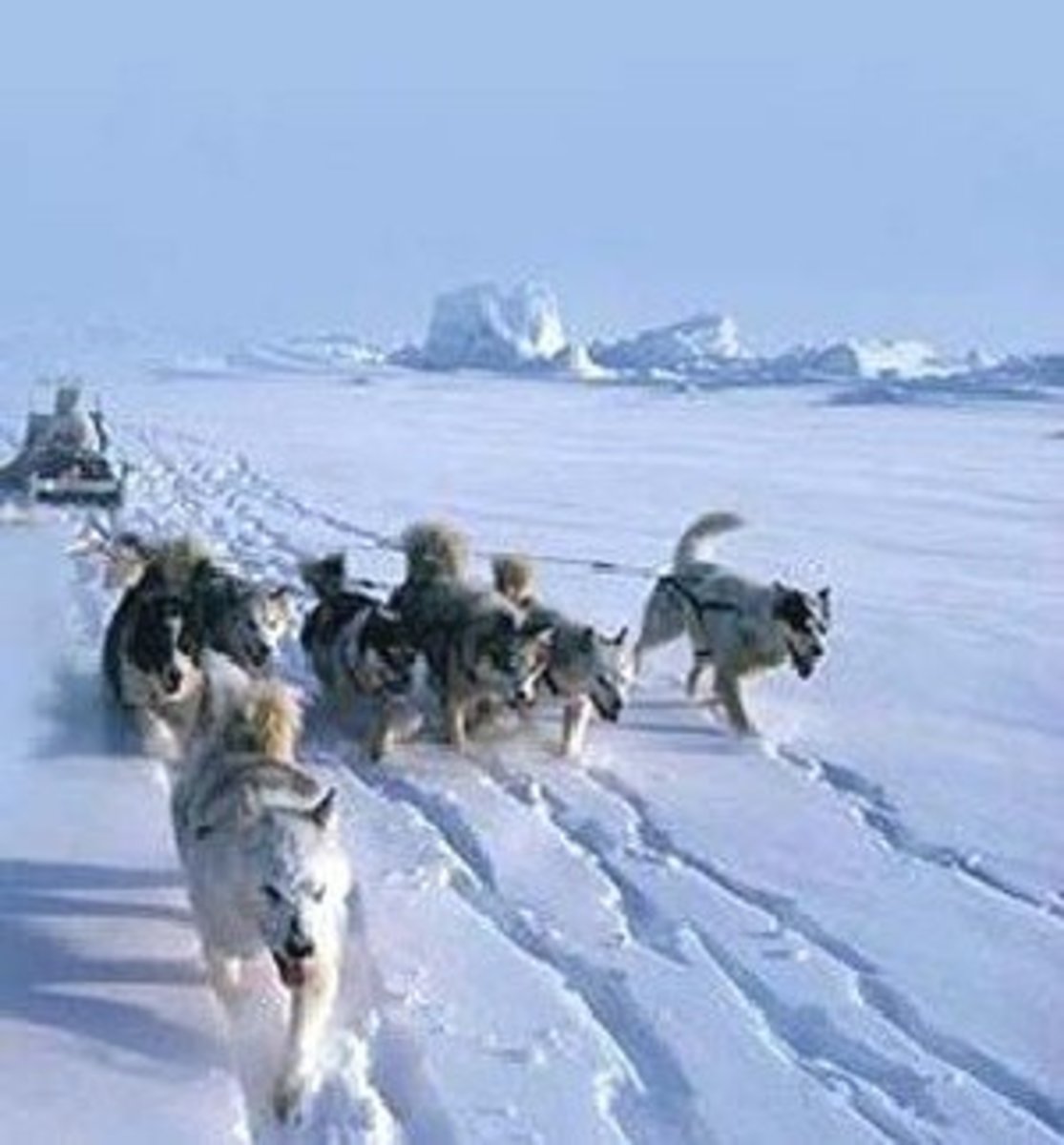 Eco-friendly Arctic Travel - Dog Sledding - HubPages