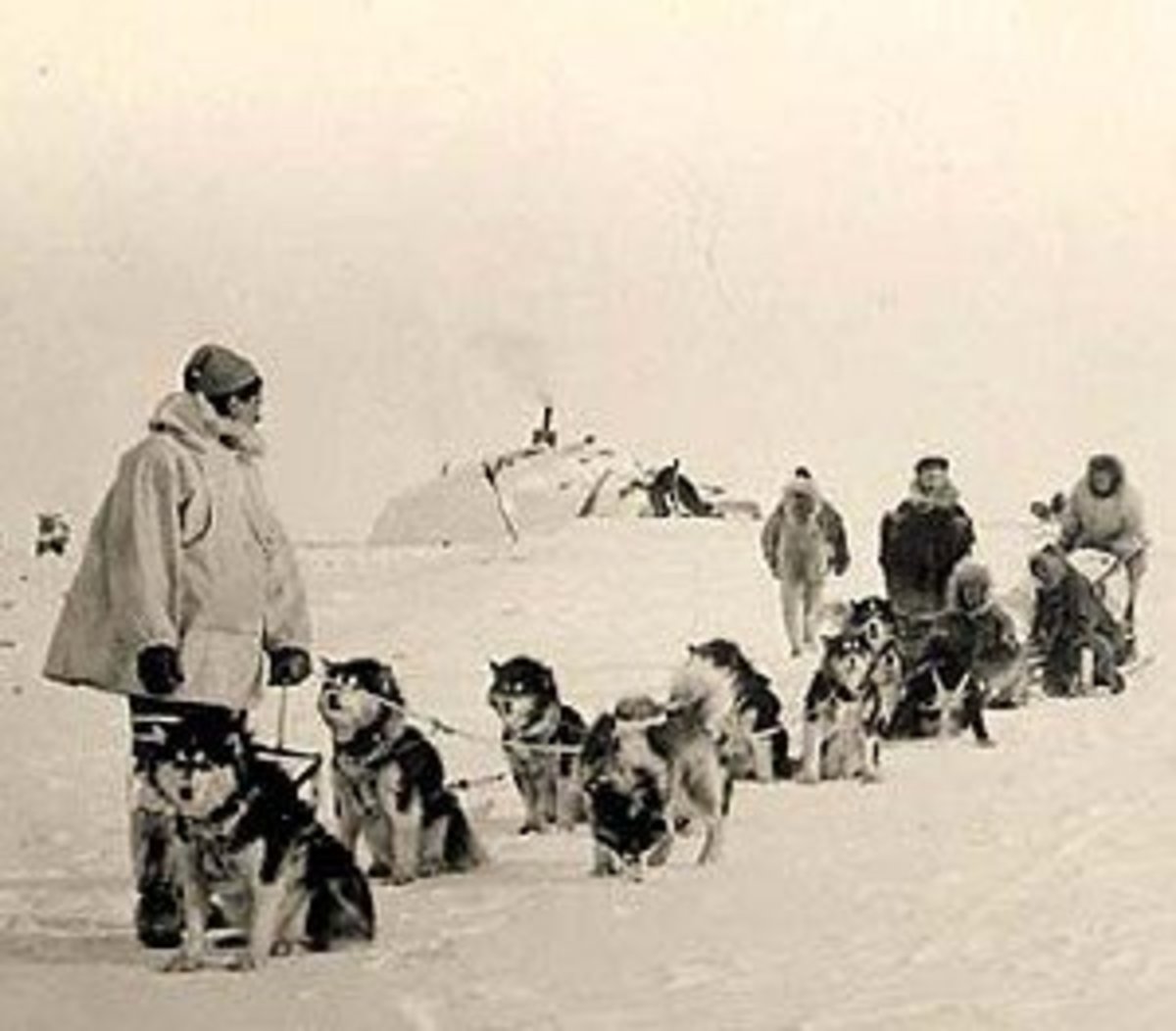 Eco-friendly Arctic Travel - Dog Sledding - HubPages