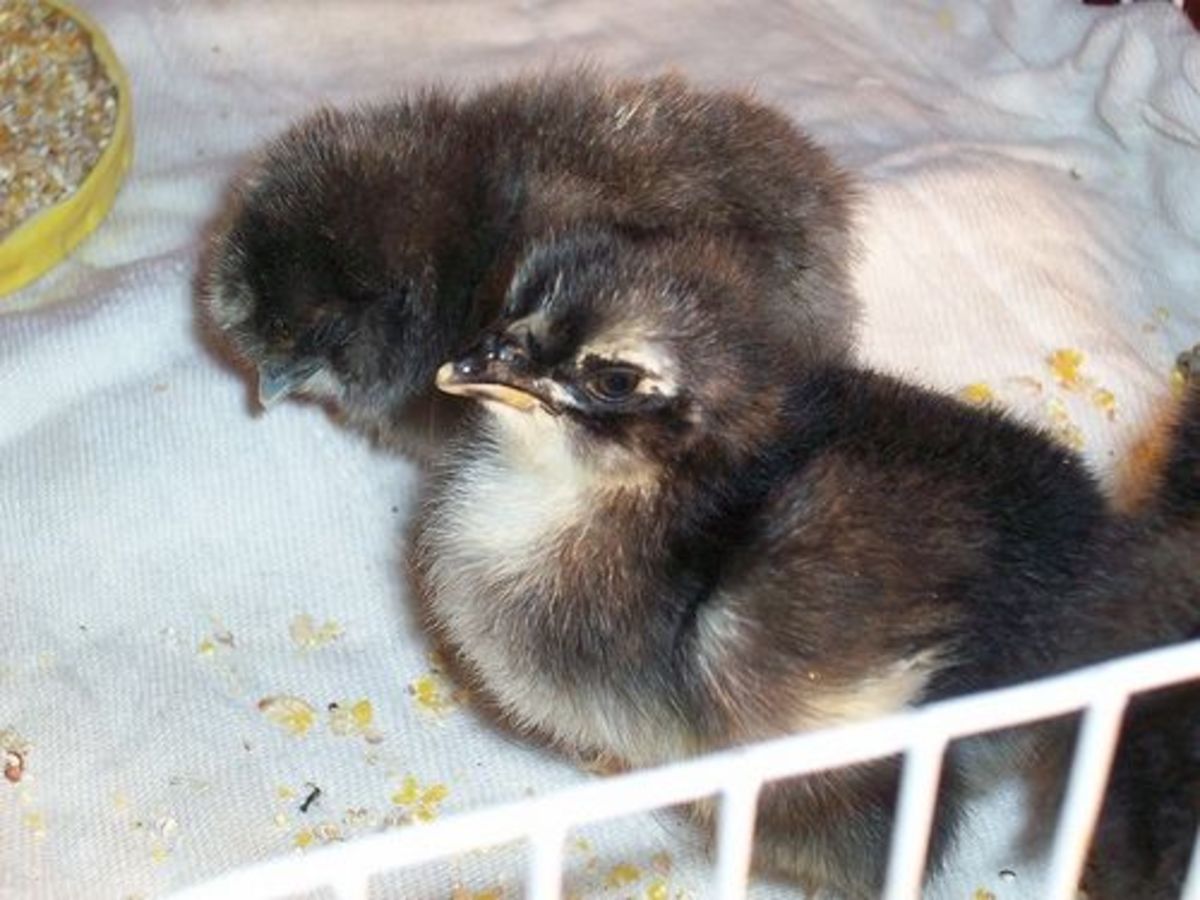 The Chicken Quiz - HubPages