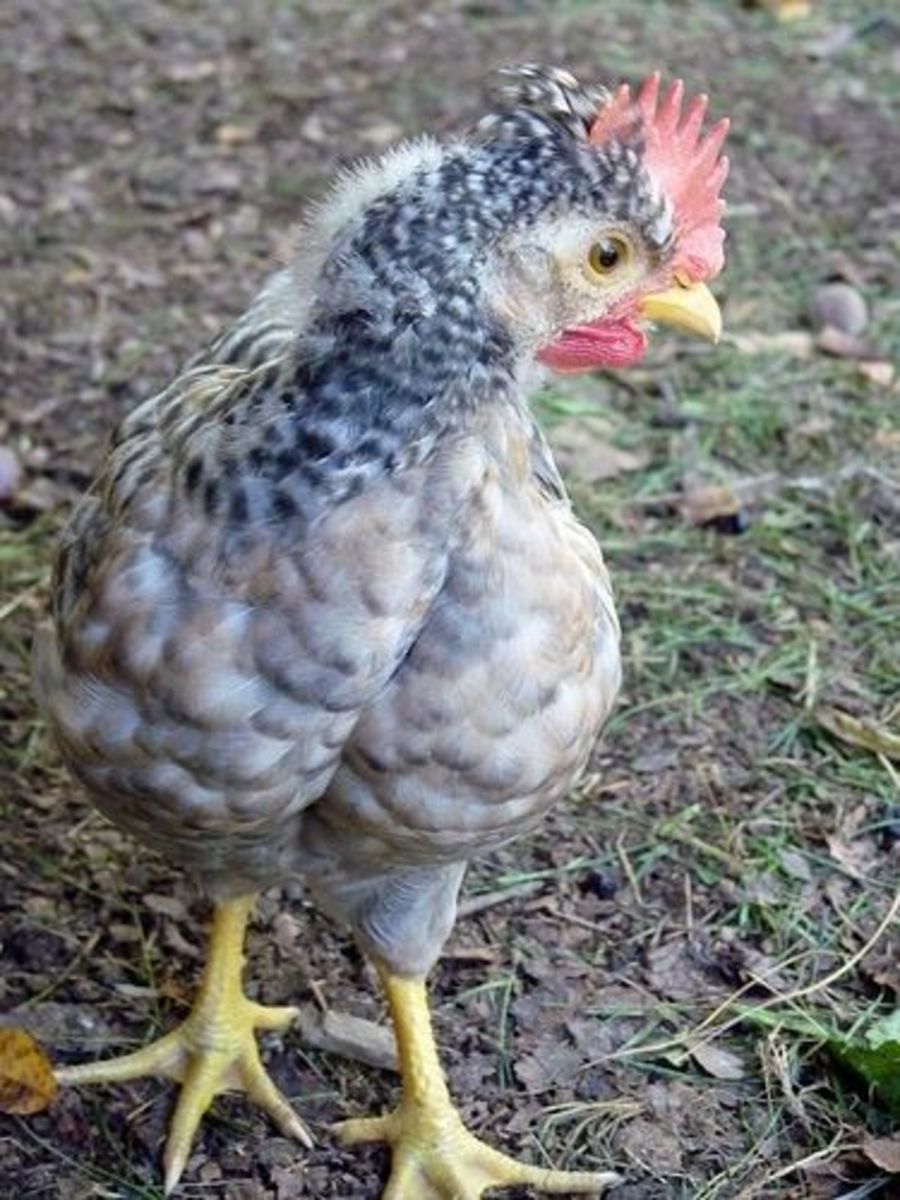 The Chicken Quiz - HubPages