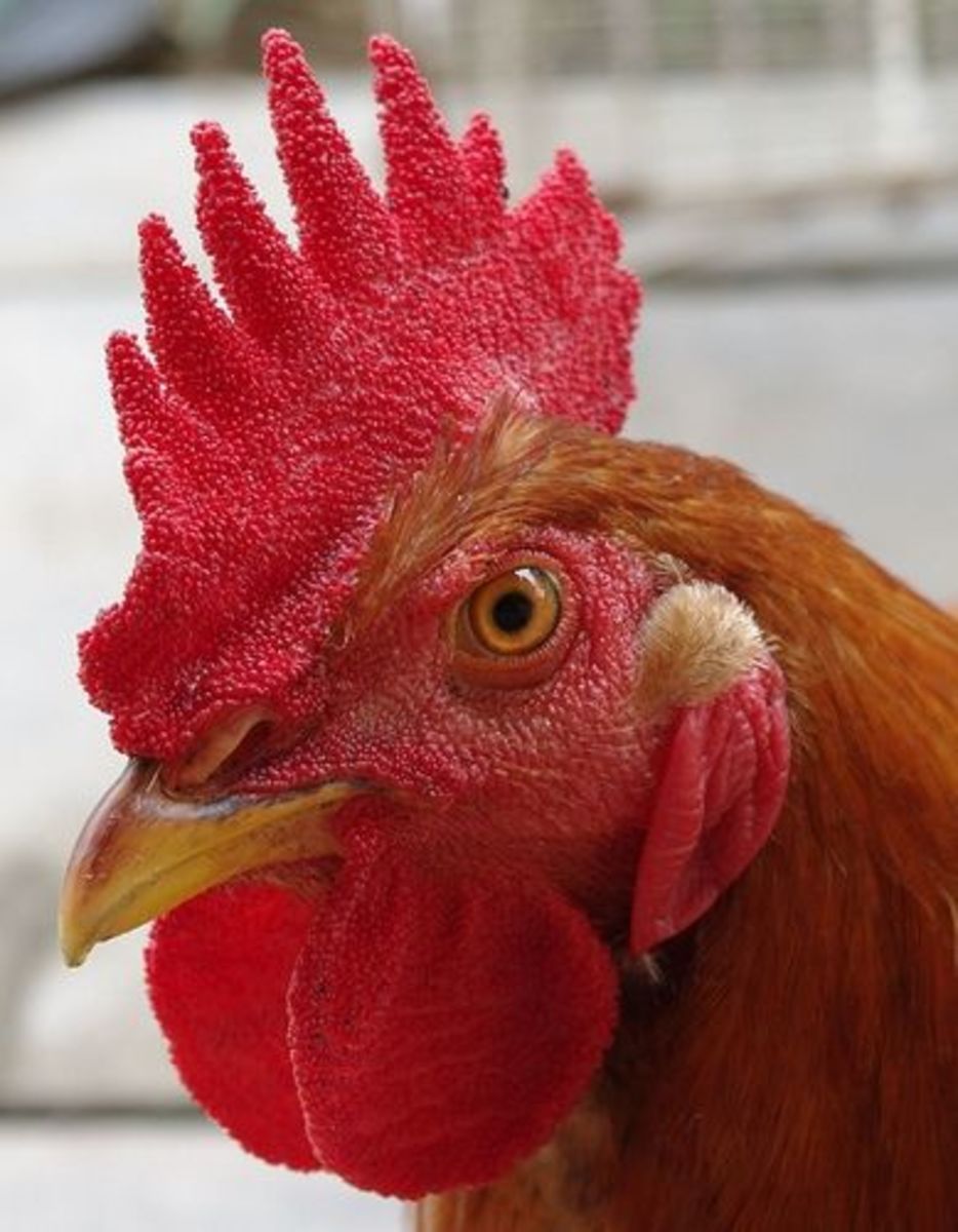 The Chicken Quiz - HubPages
