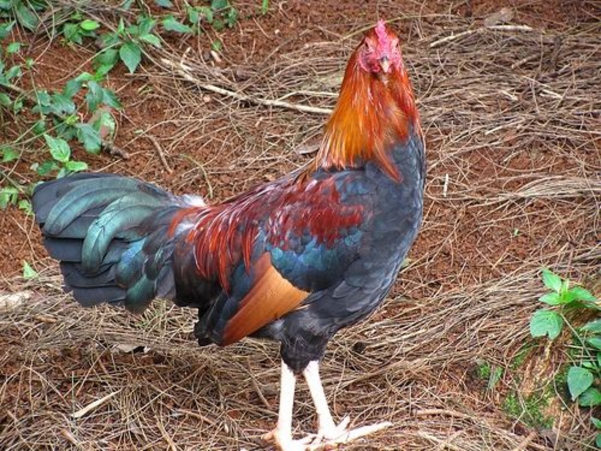 The Chicken Quiz - HubPages