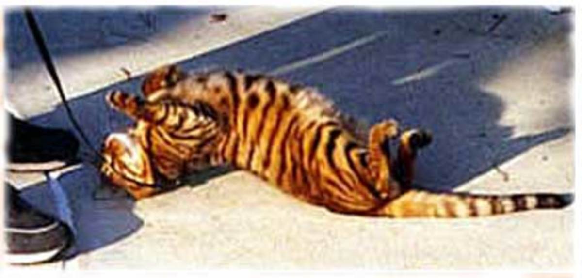 The Toyger Cat - HubPages
