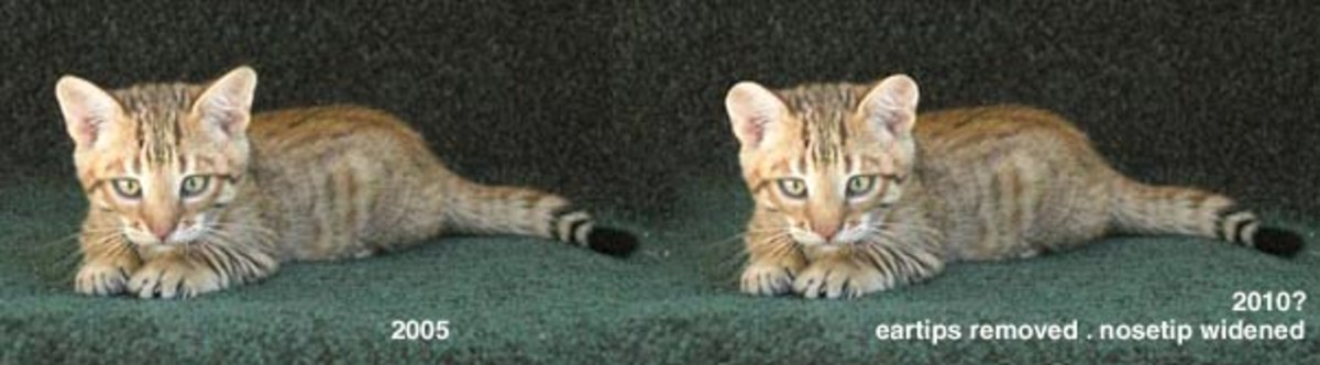 The Toyger Cat - HubPages