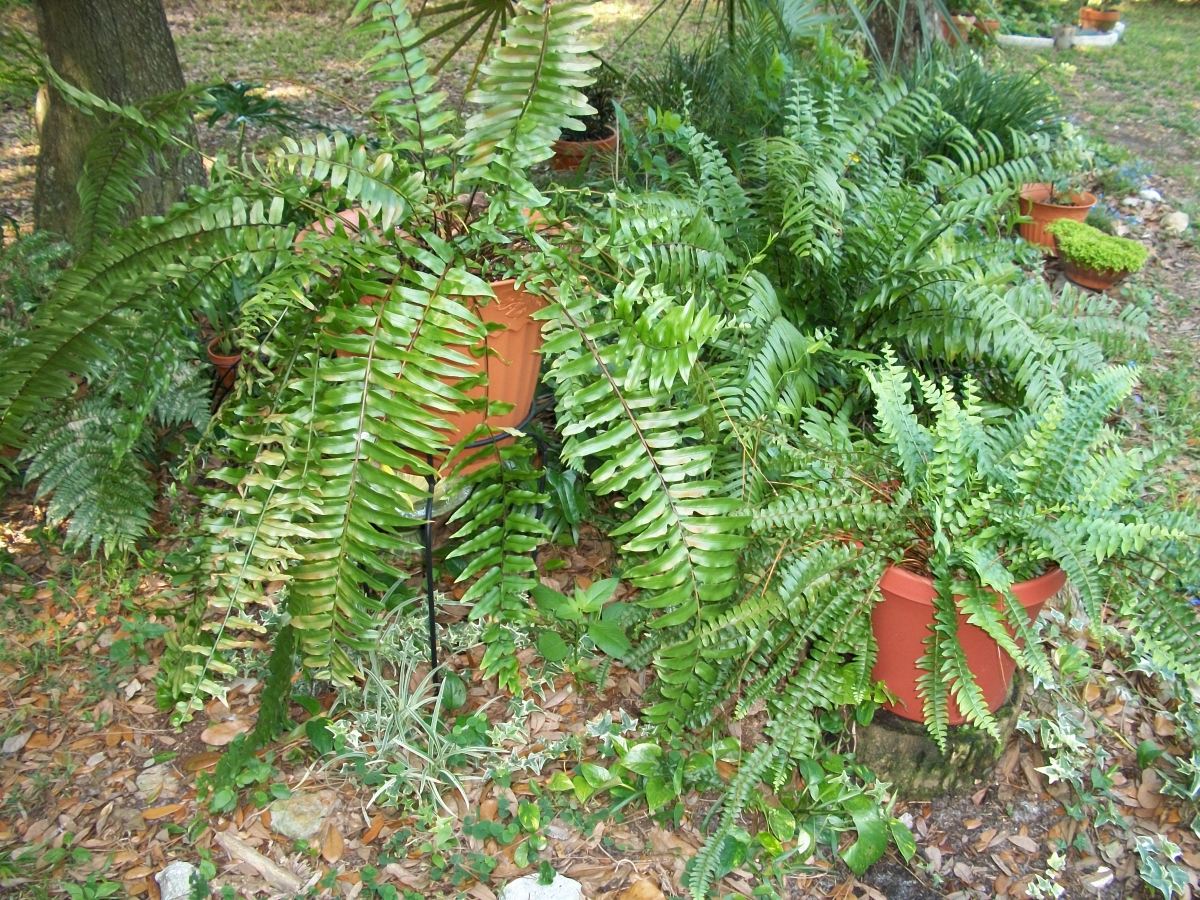 My Florida Garden in Spring grows food for the soul - HubPages