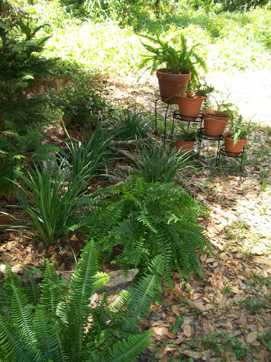 My Florida Garden in Spring grows food for the soul - HubPages