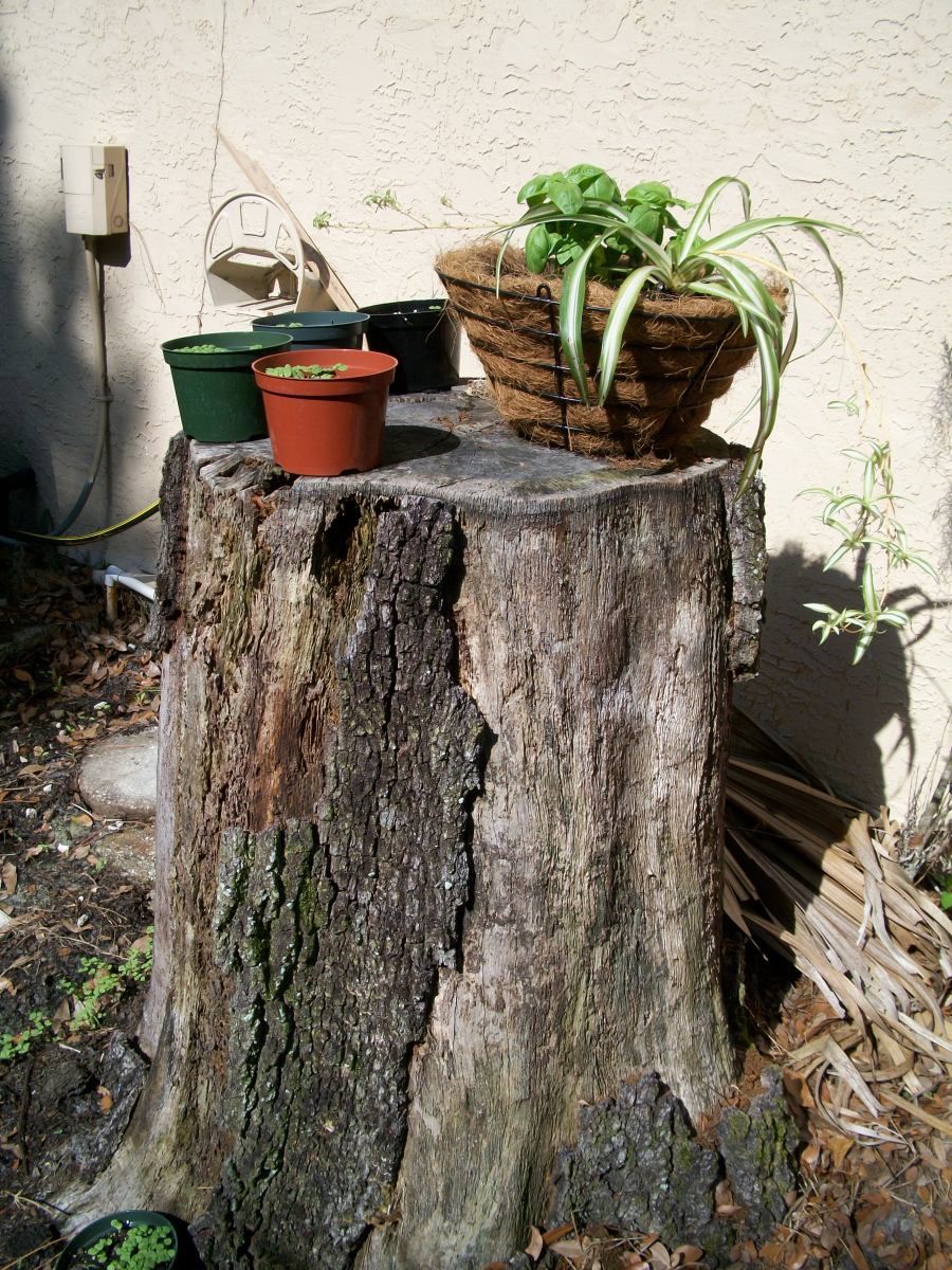 My Florida Garden in Spring grows food for the soul - HubPages