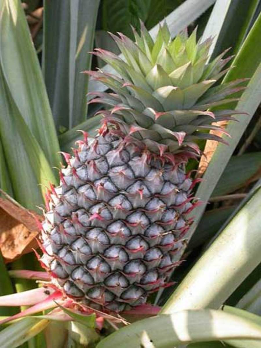 Top 5 Different Types of Pineapple (Plus Cut/Style Guide) - Delishably