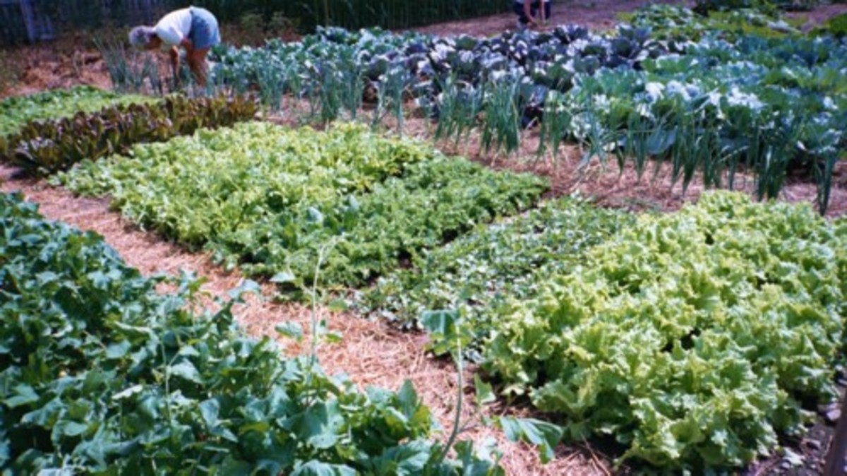 Vegetable Gardening: Planting Seeds/Transplanting Seedlings - HubPages