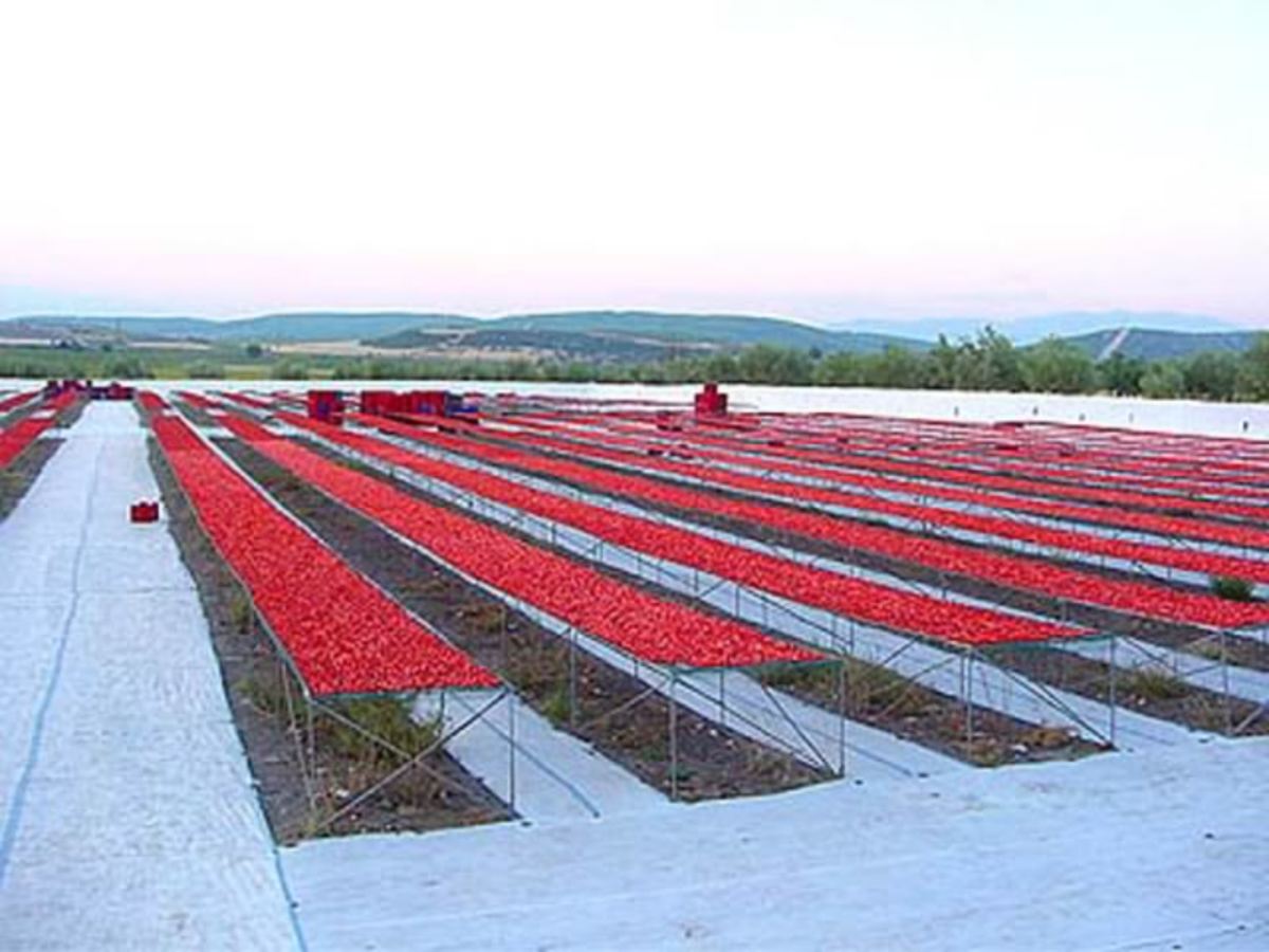 Make Sundried Tomatoes in Your Car - HubPages