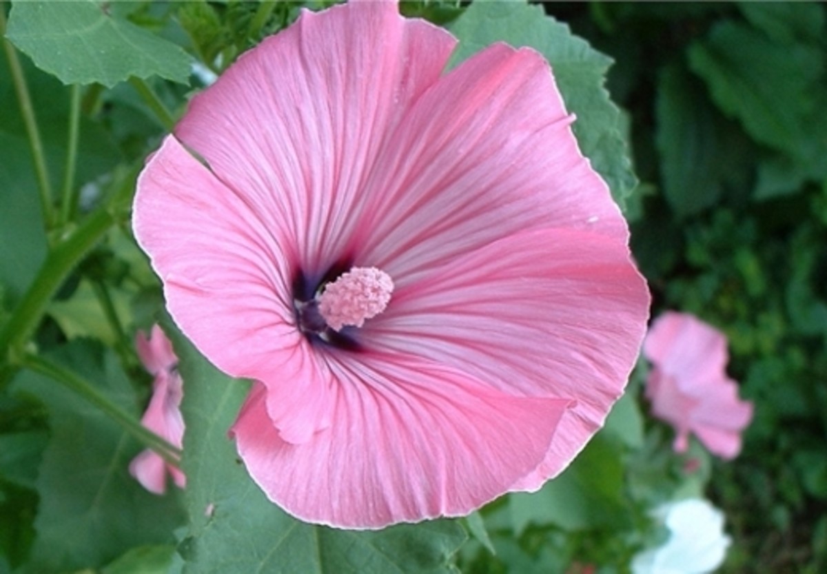 Beautiful Flowers: Images from My Garden - Part 1 - HubPages