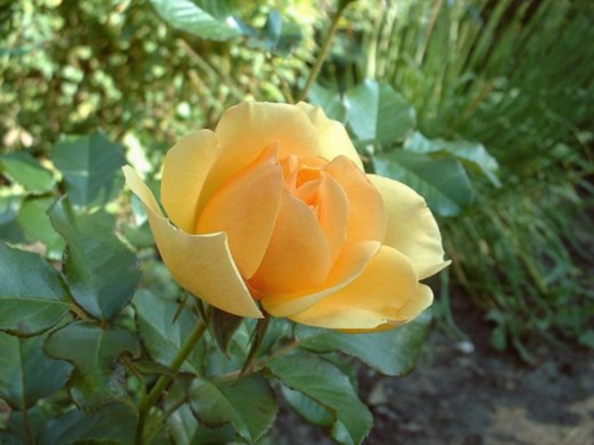 Beautiful Flowers: Images from My Garden - Part 1 - HubPages