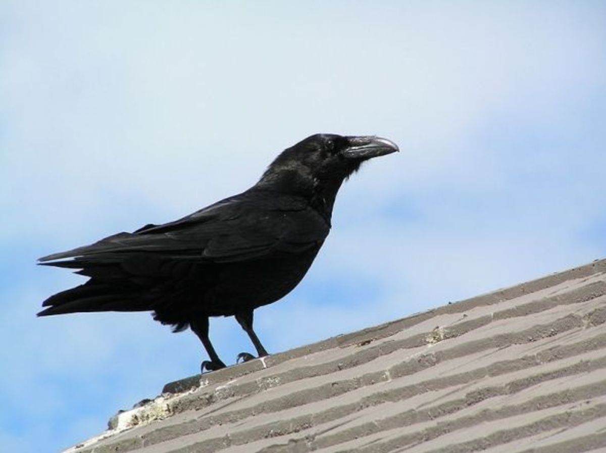 Raven Symbolism, Lore & Mythology - HubPages
