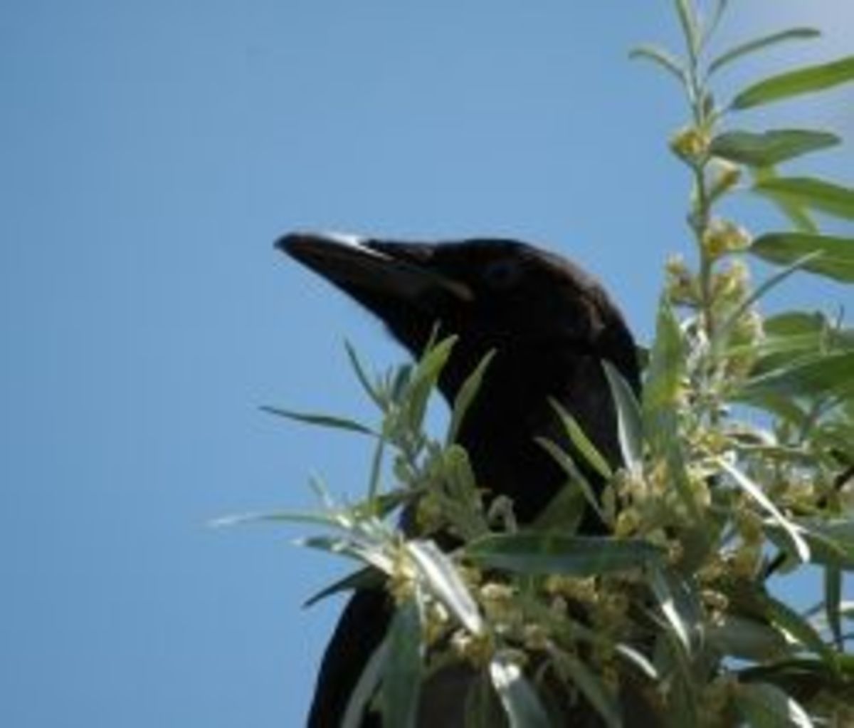 Raven Symbolism, Lore & Mythology - HubPages