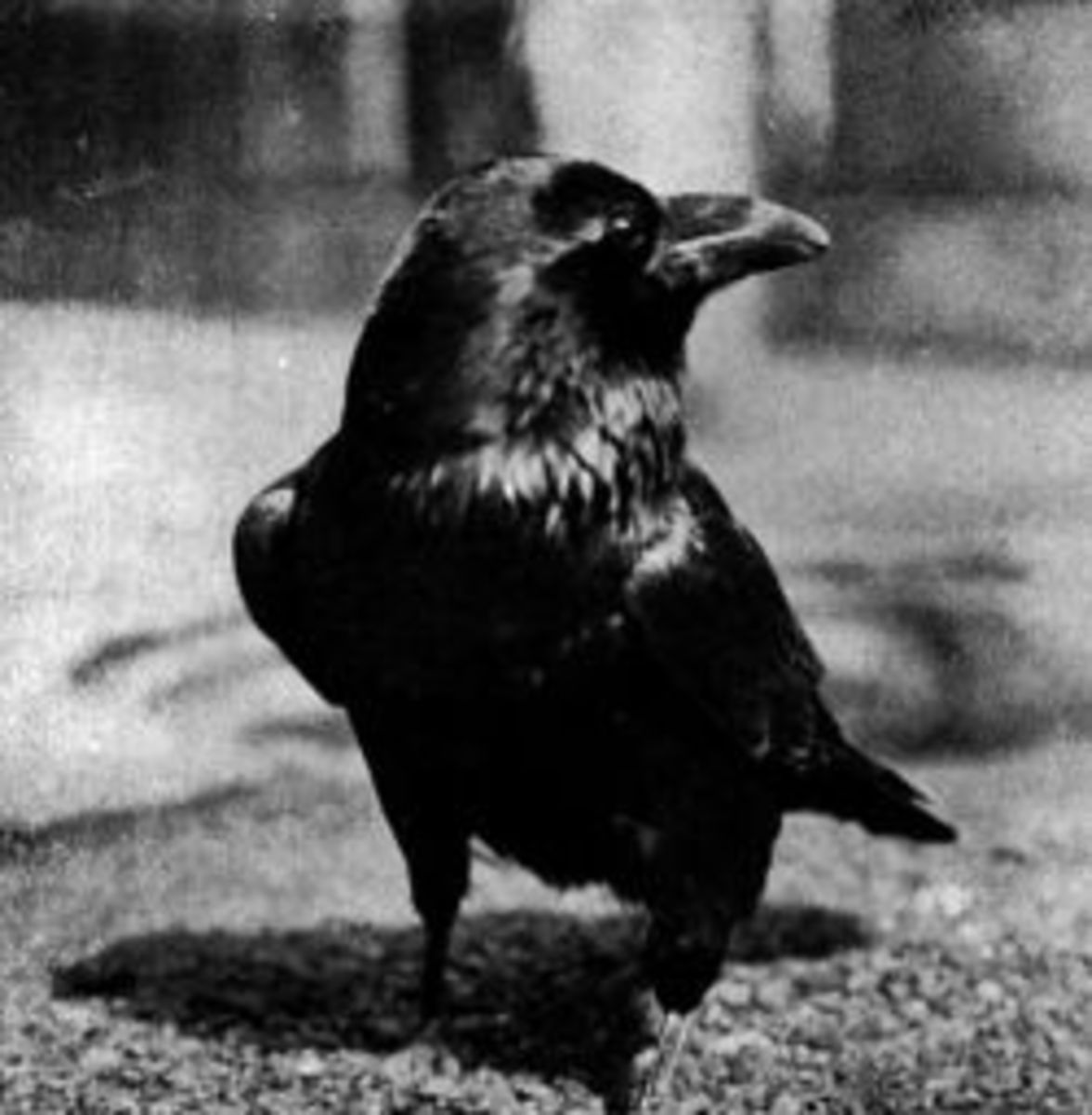Raven Symbolism, Lore & Mythology - HubPages