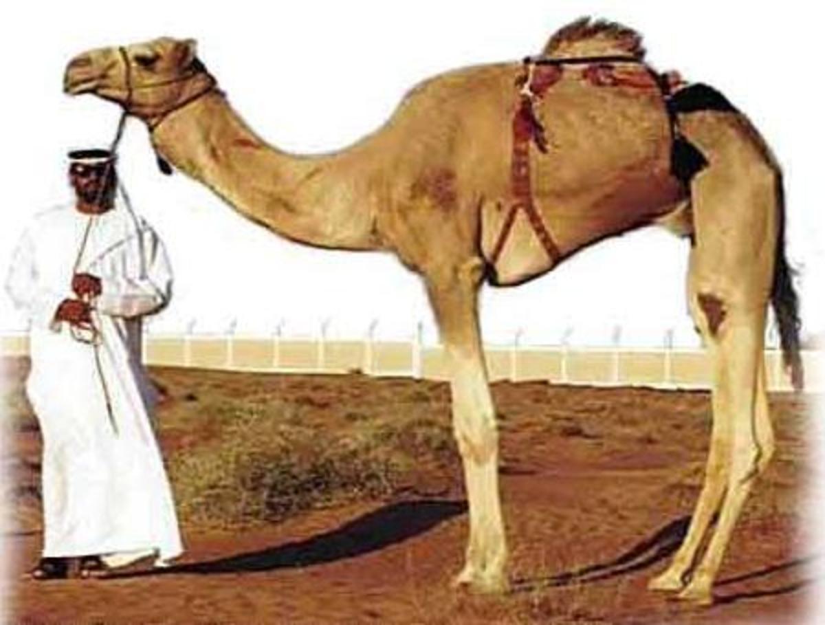 Ancient Ghana: The West African Kingdom & Land of Gold - HubPages