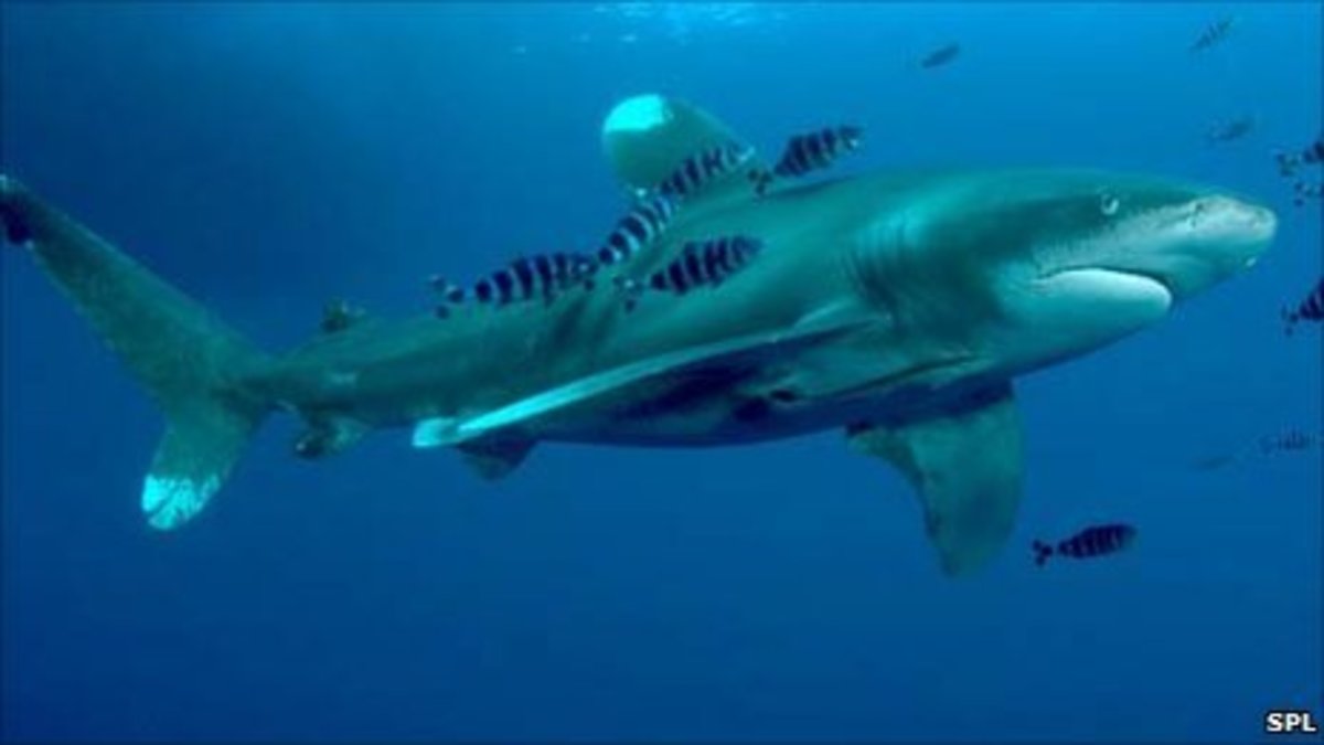The Type of Sharks involved in the Red Sea Shark Attacks of 2010 - HubPages