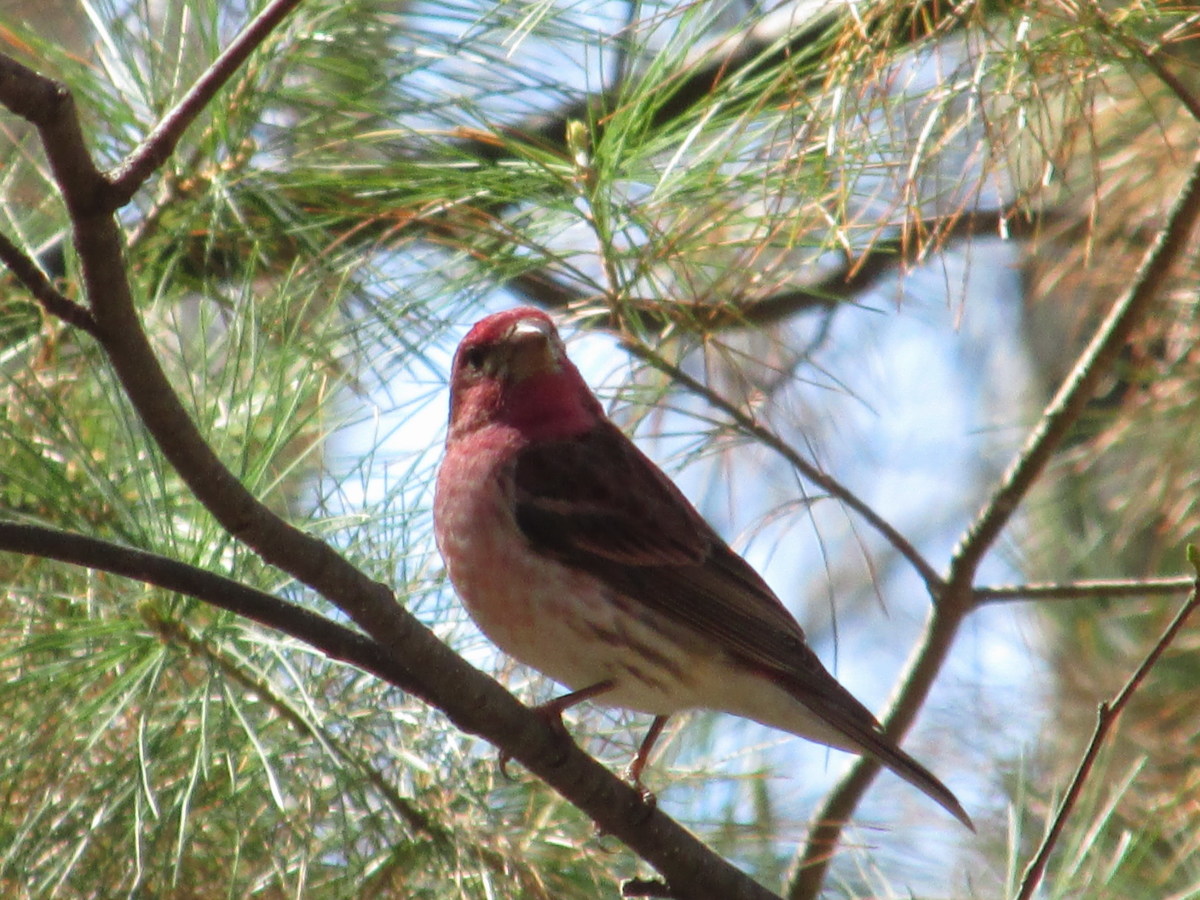 Attract Birds You Have Never Seen Before With Fruit - HubPages