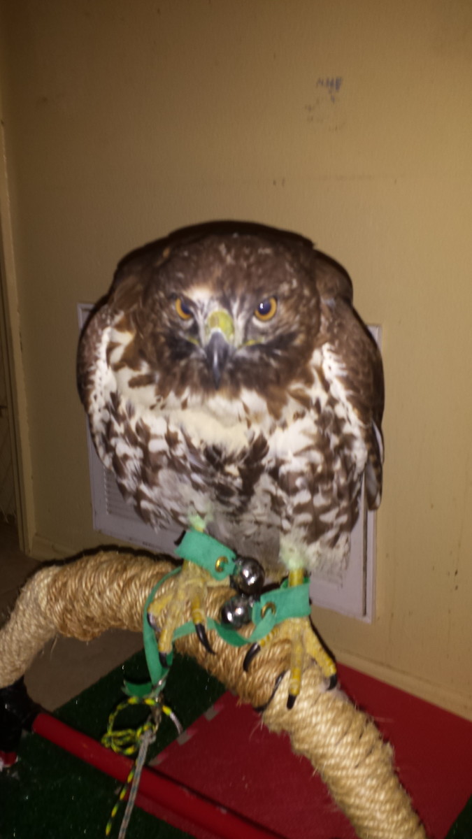 Starting a Journey in Falconry: The Manning Process - HubPages