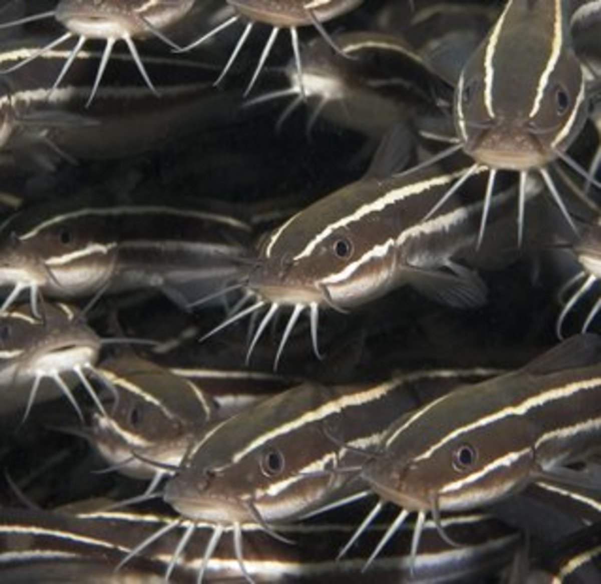 How to Cook: Fried Catfish or Pritong Hito - HubPages