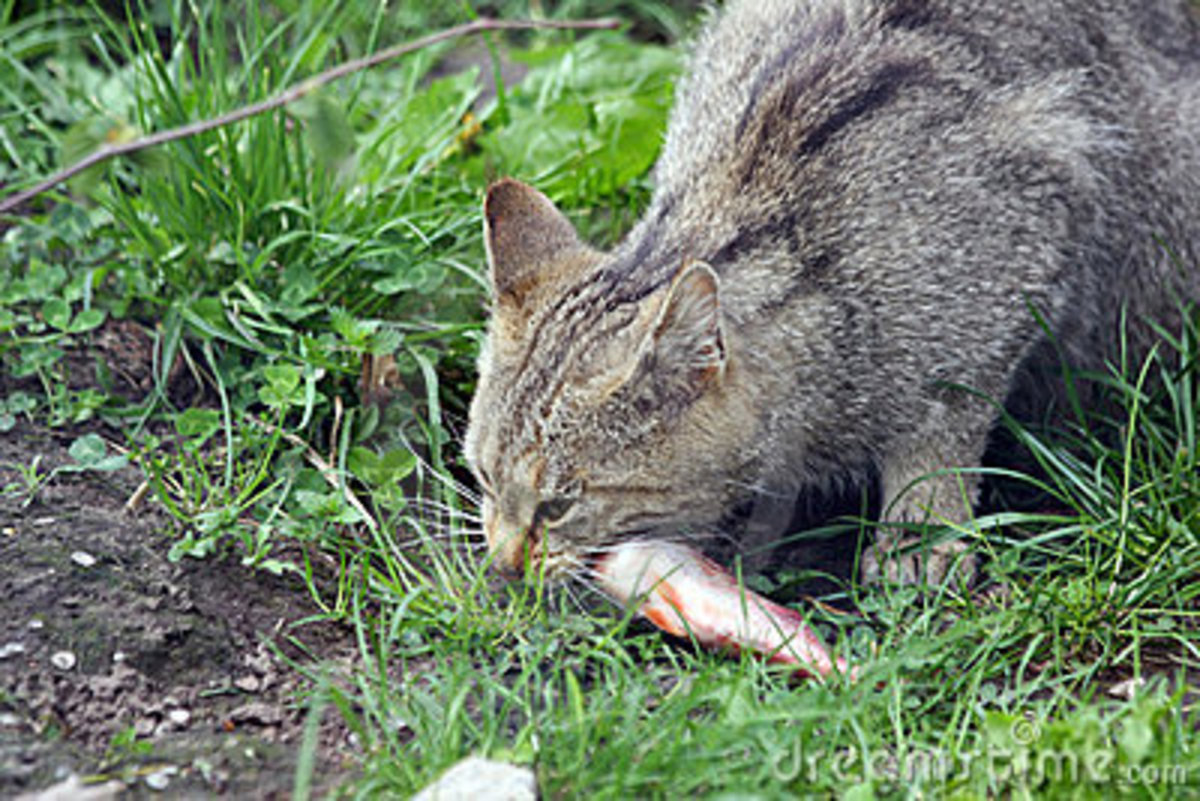 The Scottish Wildcat - HubPages