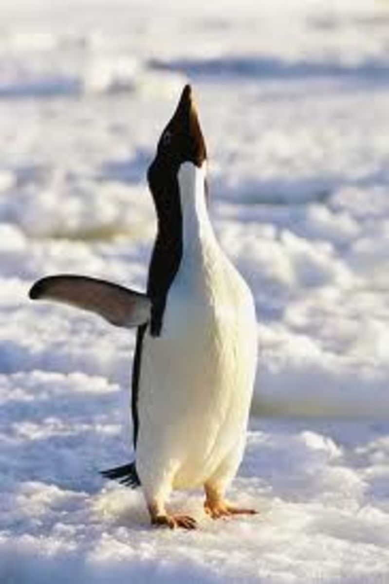 Penguin Facts for Kids and Adults - HubPages