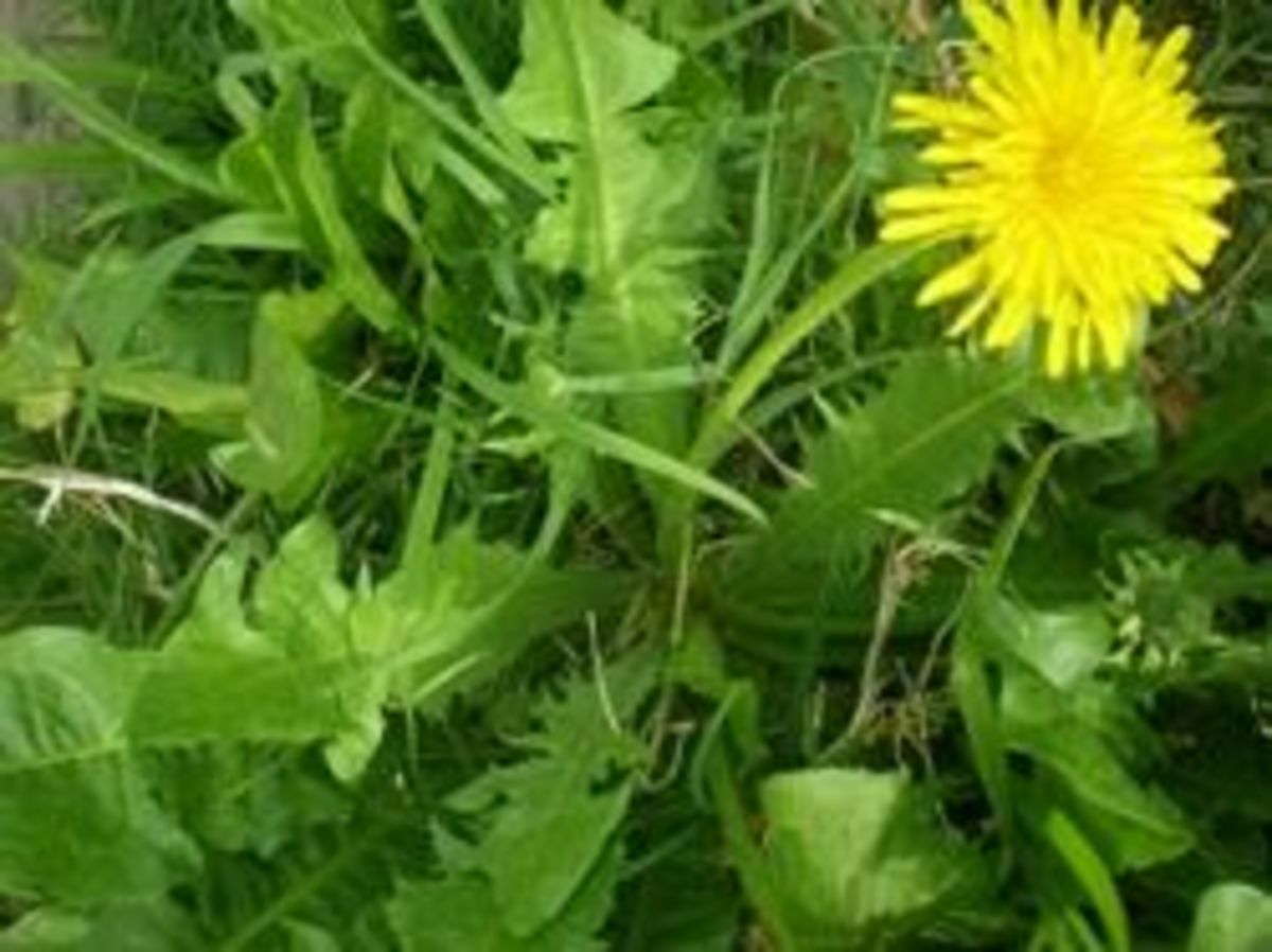 How to identify dandelion - HubPages