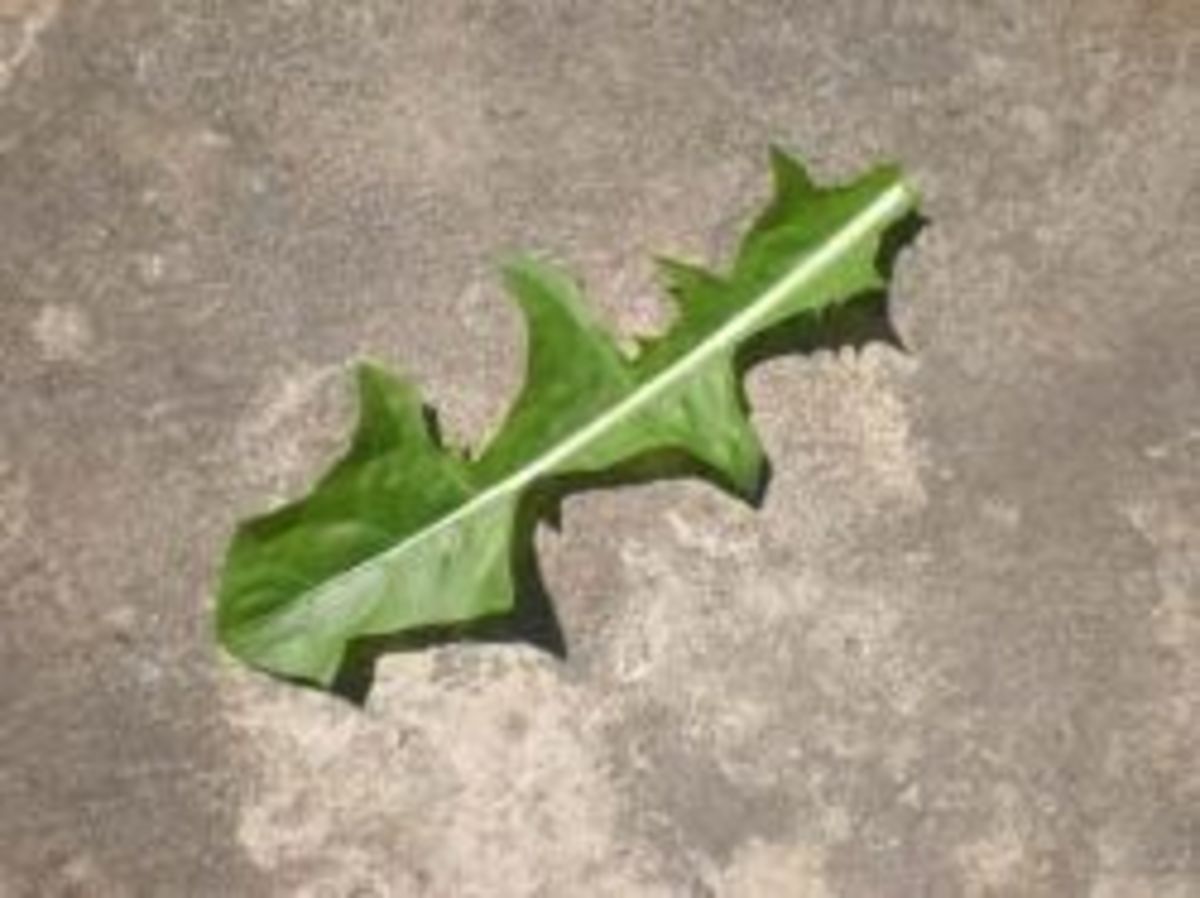 How to identify dandelion - HubPages