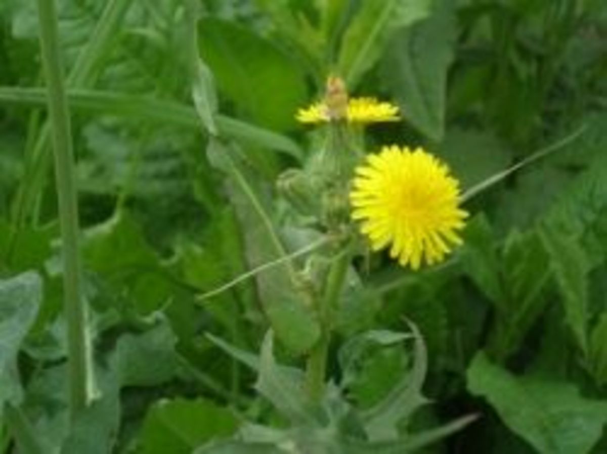 How to identify dandelion - HubPages