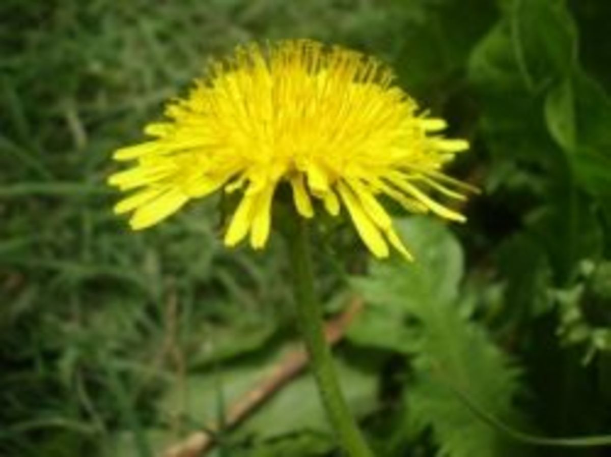 How to identify dandelion - HubPages