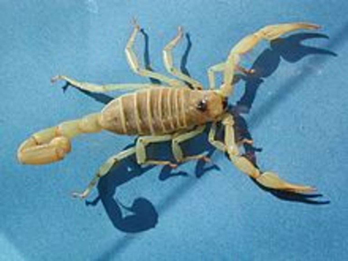 The Stinging Scorpion - HubPages