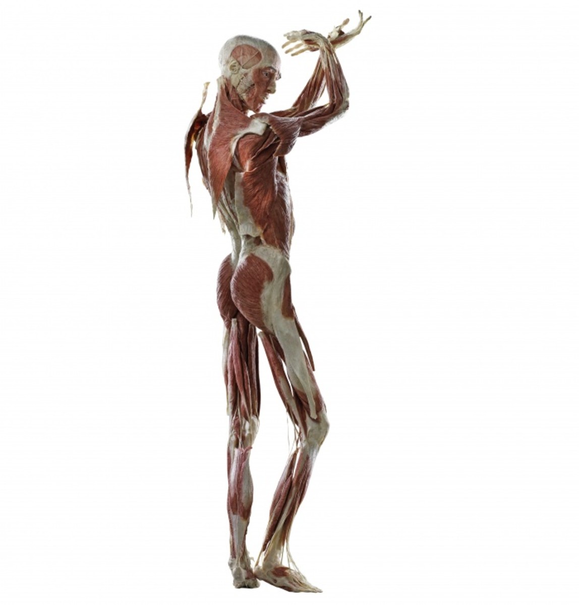 Every Organ Tells a Story 5: A History of Anatomical Terms - HubPages